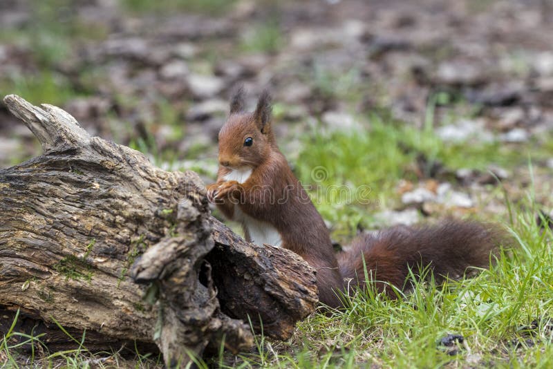 Red Squirrel Sciurus Vulgaris, Gijon,Spain Stock Photo - Image of cute ...