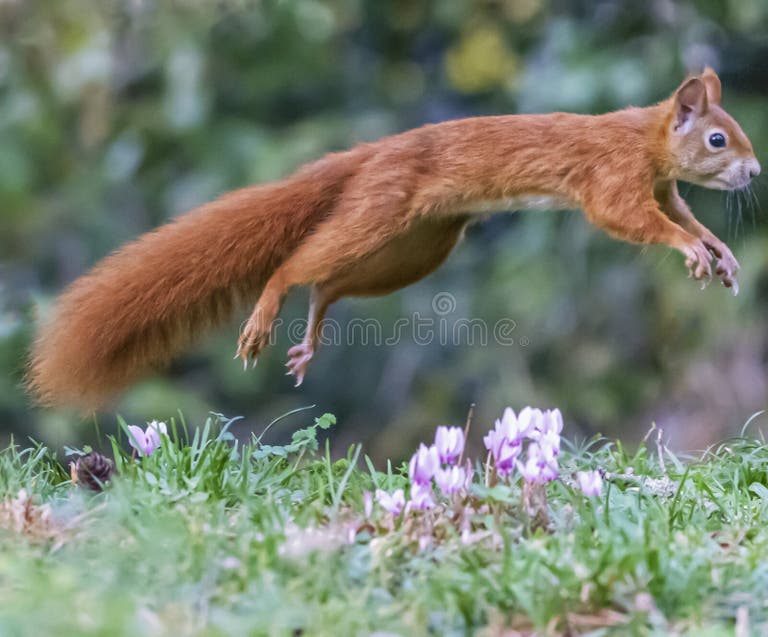 209 Red Squirrel Sciurus Vulgaris Jumping Stock Photos - Free & Royalty ...