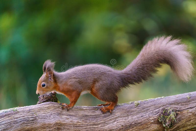 Red Squirrel Sciurus Vulgaris Stock Image - Image of sciurus, mammal ...