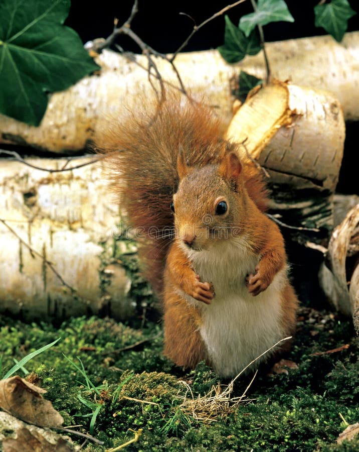 Red Squirrel, Sciurus Vulgaris, Male Stock Image - Image of france ...