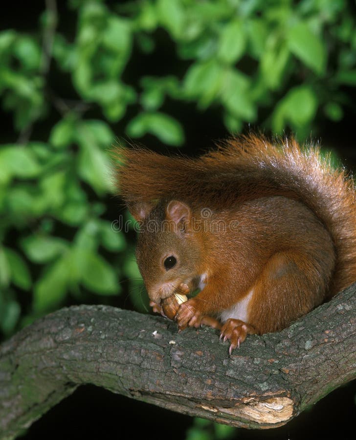 Red Squirrel, Sciurus Vulgaris, Male Eating Hazelnut Stock Photo ...