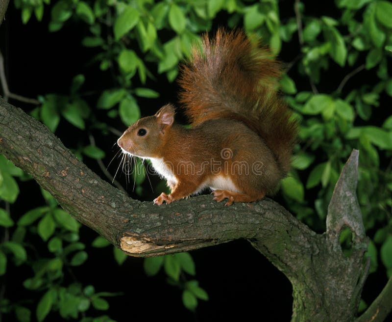 Red Squirrel, Sciurus Vulgaris, Male Standing on Branch Stock Image ...