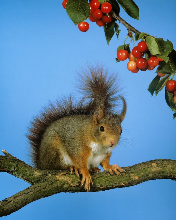 Red Squirrel, Sciurus Vulgaris, Male Standing on Branch Stock Photo ...