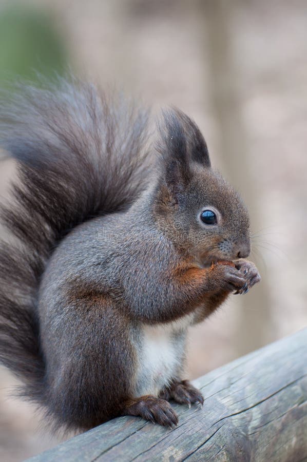 Red Squirrel, Sciurus Vulgaris Stock Photo - Image of forest, park ...