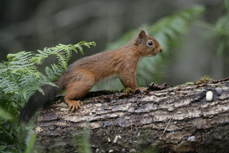 Red Squirrel, Sciurus Vulgaris Stock Image - Image of vulgaris ...