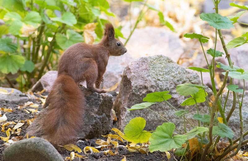 Red Squirrel, Sciurus Vulgaris. a Squirrel Sits on a Large Granite Rock ...