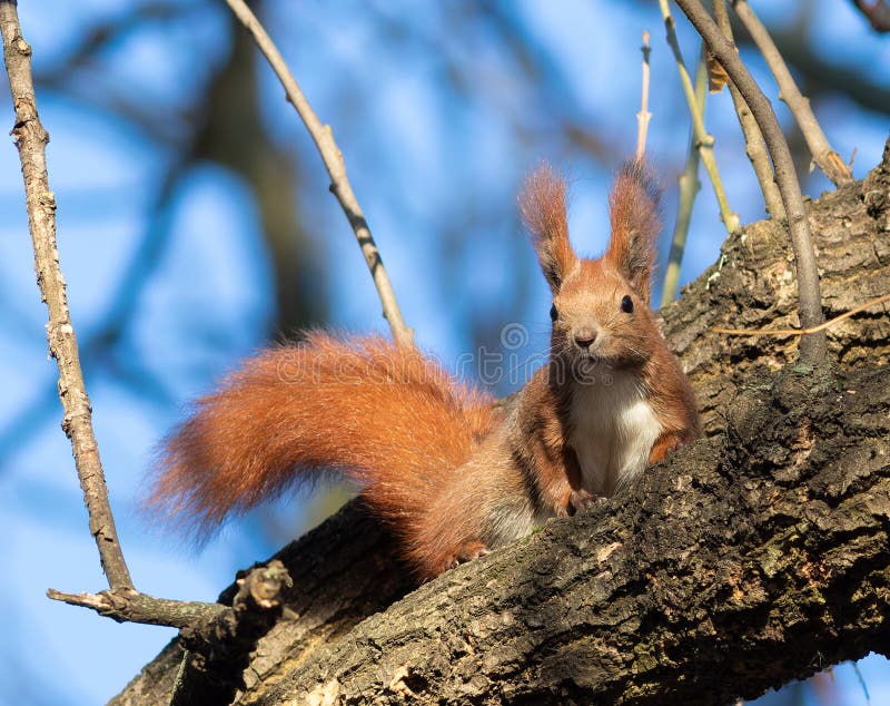 Red Squirrel, Sciurus Vulgaris. a Squirrel Sits on a Tree Branch Stock Image - Image of hair ...