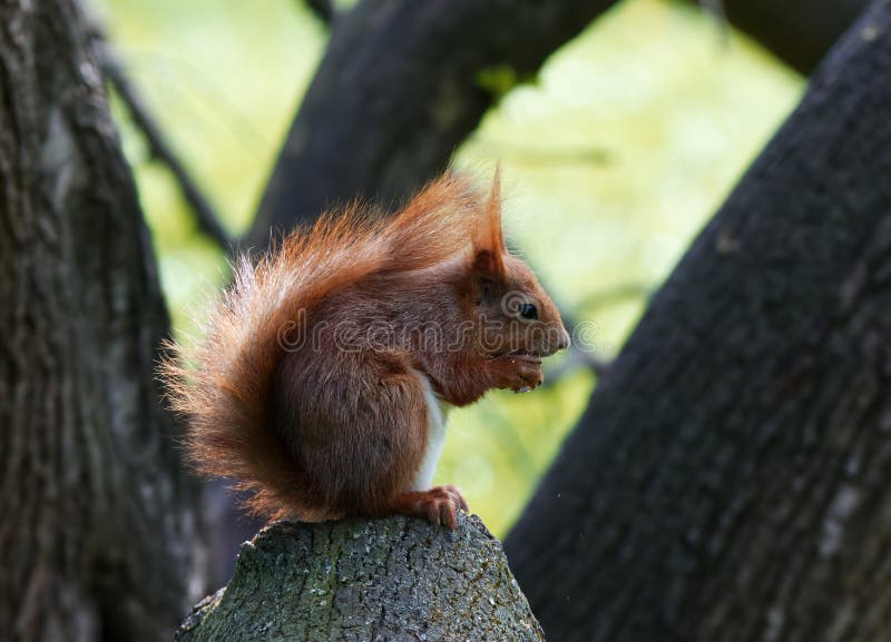 Red Squirrel, Sciurus Vulgaris Sitting on a Branch and Eating Wallnut. Stock Photo - Image of ...