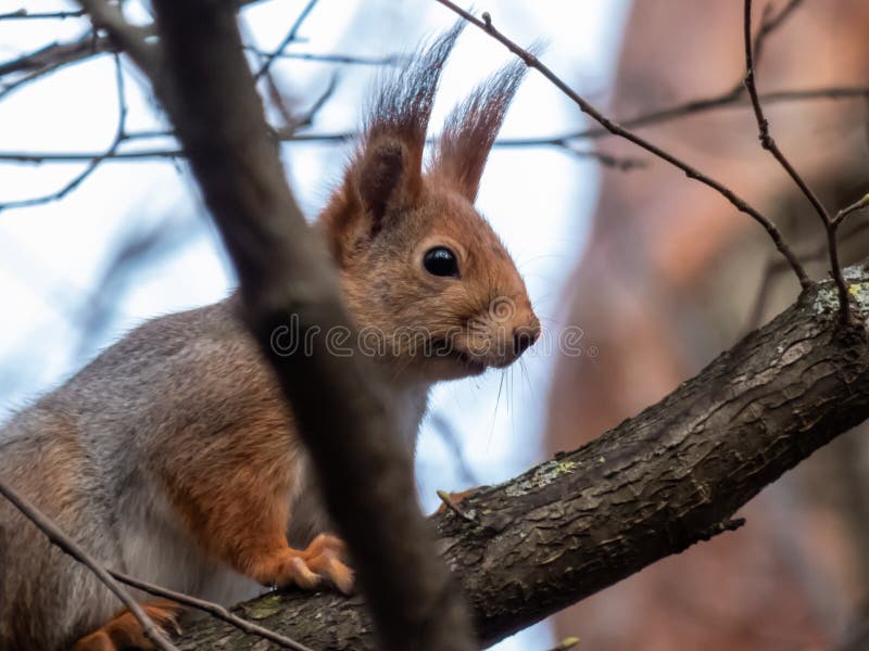 Red Squirrel (Sciurus Vulgaris) with Orange and Brown Fur Sitting on a Tree Branch and Holding ...