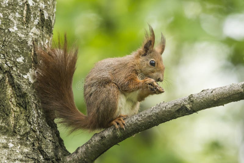Red Squirrel (Sciurus Vulgaris) Eating a Nut on a Tree Stock Photo - Image of rodent, vulgaris ...