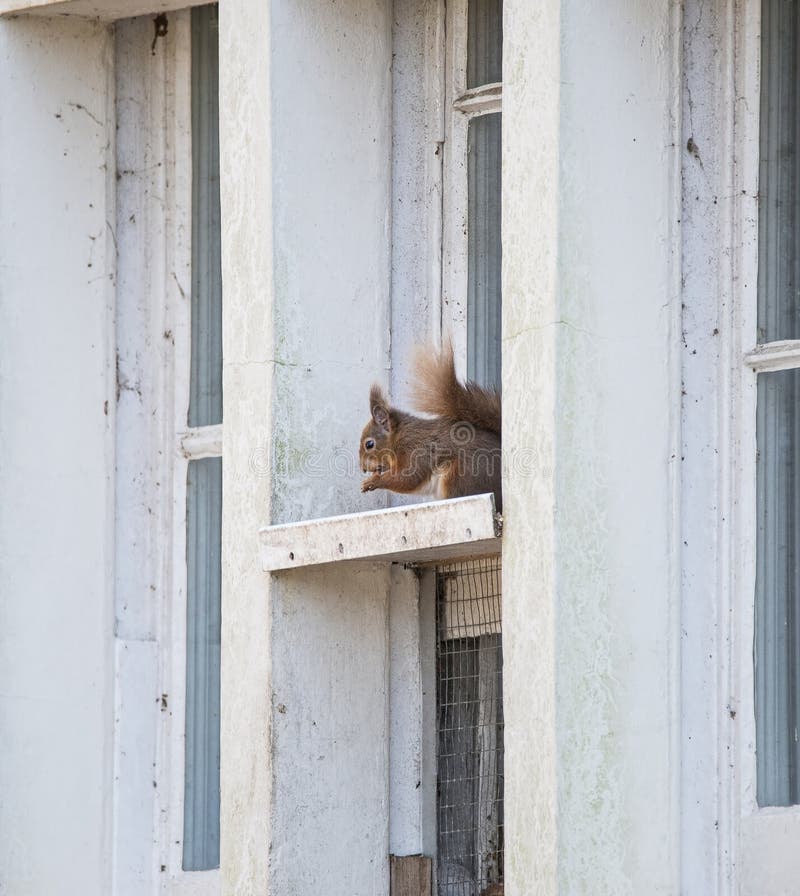 580 Squirrel Window Stock Photos - Free & Royalty-Free Stock Photos ...