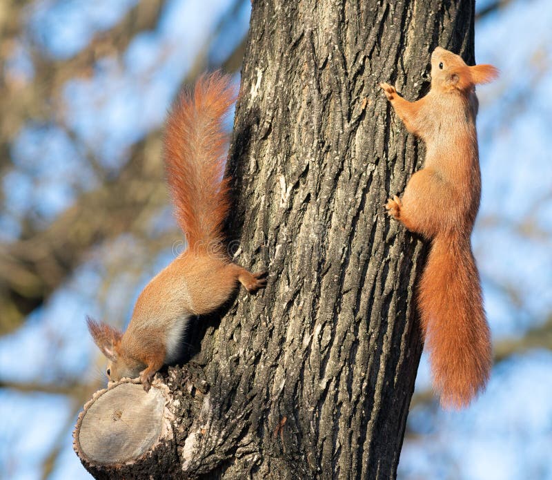 Red Squirrel, Sciurus Vulgaris. Two Squirrels Chasing Each Other Down ...