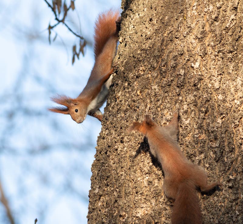 Red Squirrel, Sciurus Vulgaris. Two Squirrels Met on a Tree Trunk Stock ...