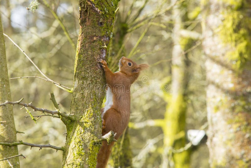 Red Squirrel stock image. Image of nests, arboreal, squirrels - 52737073