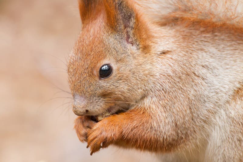 Red squirrel side view stock photo. Image of animal, wild - 39251626