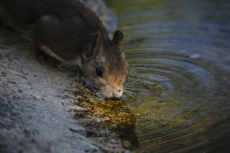The Red Squirrel, or Simply Common Squirrel, is a Species of ...