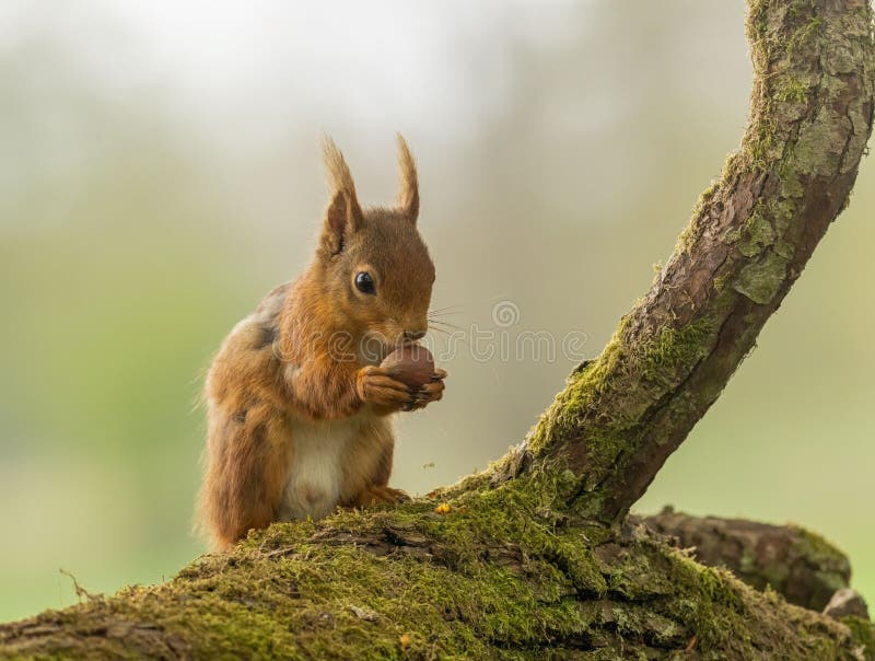 Red Squirrel Sits Atop the Trunk of a Tall Deciduous Tree, Holding a ...
