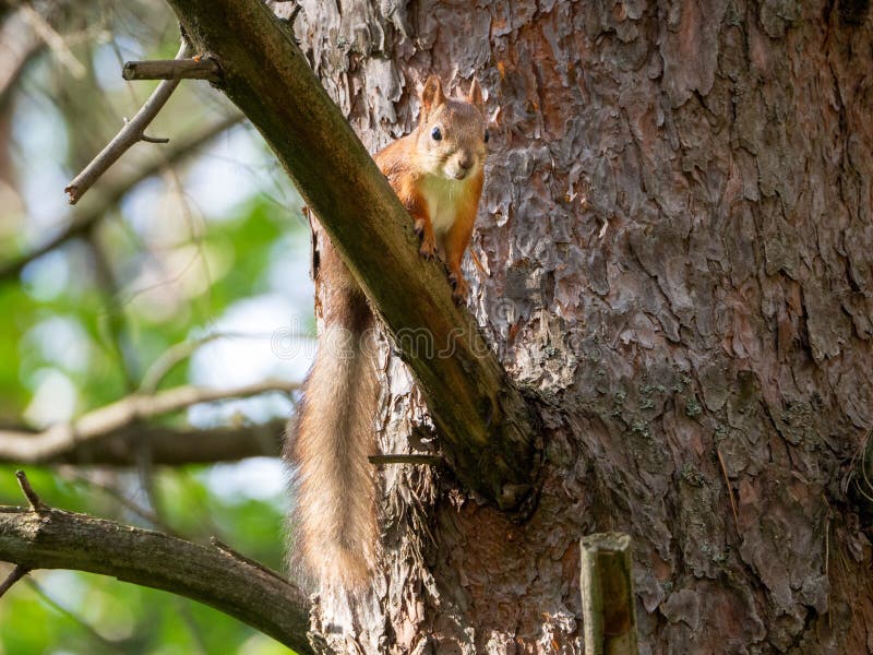 Red Squirrel Sits on a Pine Branch. Her Tail is Hanging. the Squirrel ...
