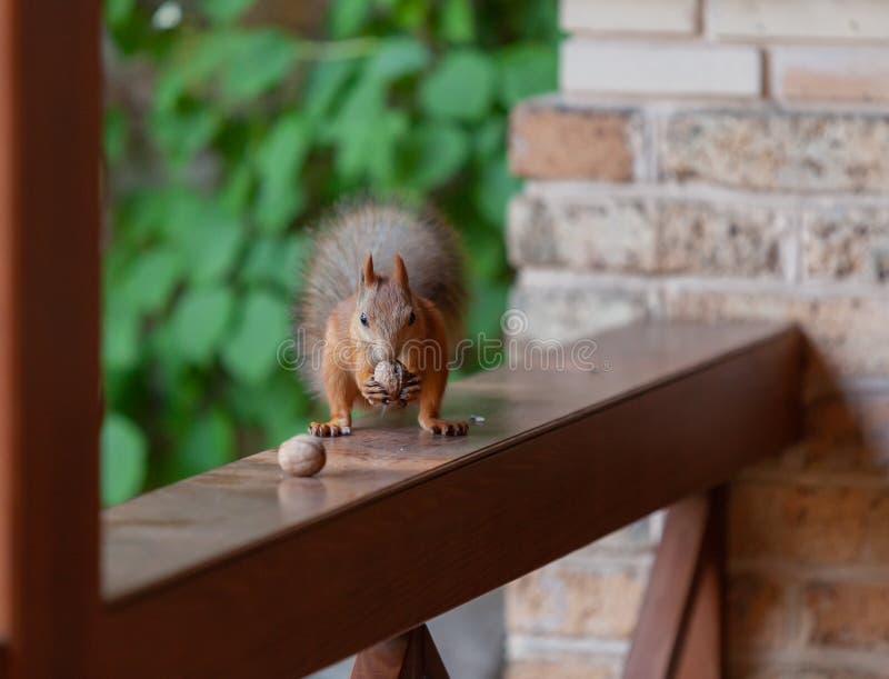 Red Squirrel Sits on Shelf and Sniffs Walnut Stock Image - Image of ...