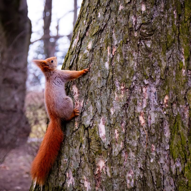 Red Squirrel Sits on Tree Trunk Close Up Stock Photo - Image of ...