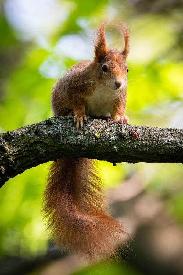 Red Squirrel Close Up Wildlife Stock Image - Image of funny, orange ...
