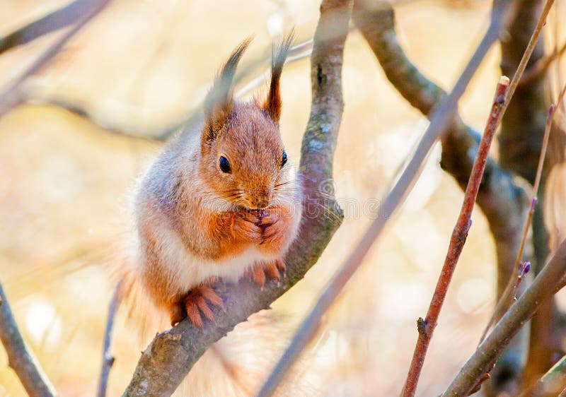 Red Squirrel Sitting on the Branch Stock Photo - Image of animal ...