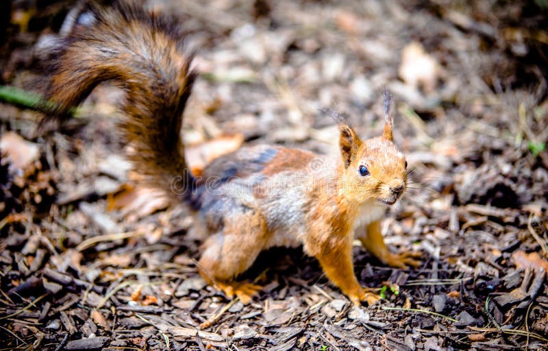 A Red Squirrel is Sitting on the Branches Stock Image - Image of tree ...
