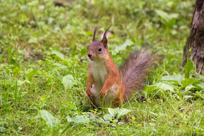 Red Squirrel Sitting in Grass. Stock Image - Image of rodent, mammals ...