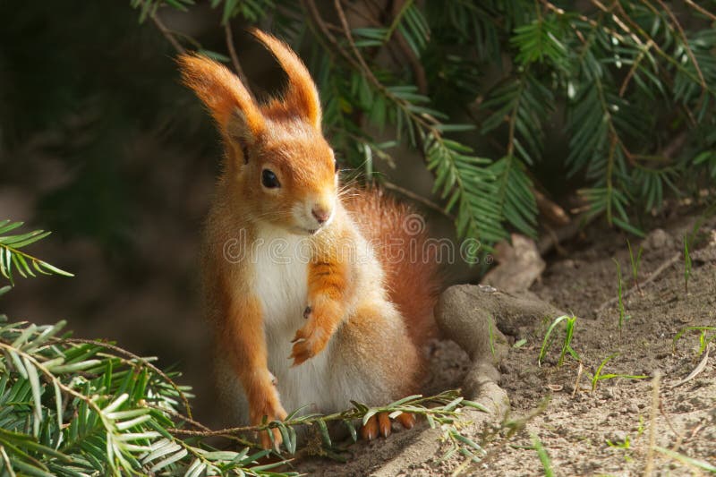 Red Squirrel Sitting in the Grass in Sunny Spring Day. Stock Image ...