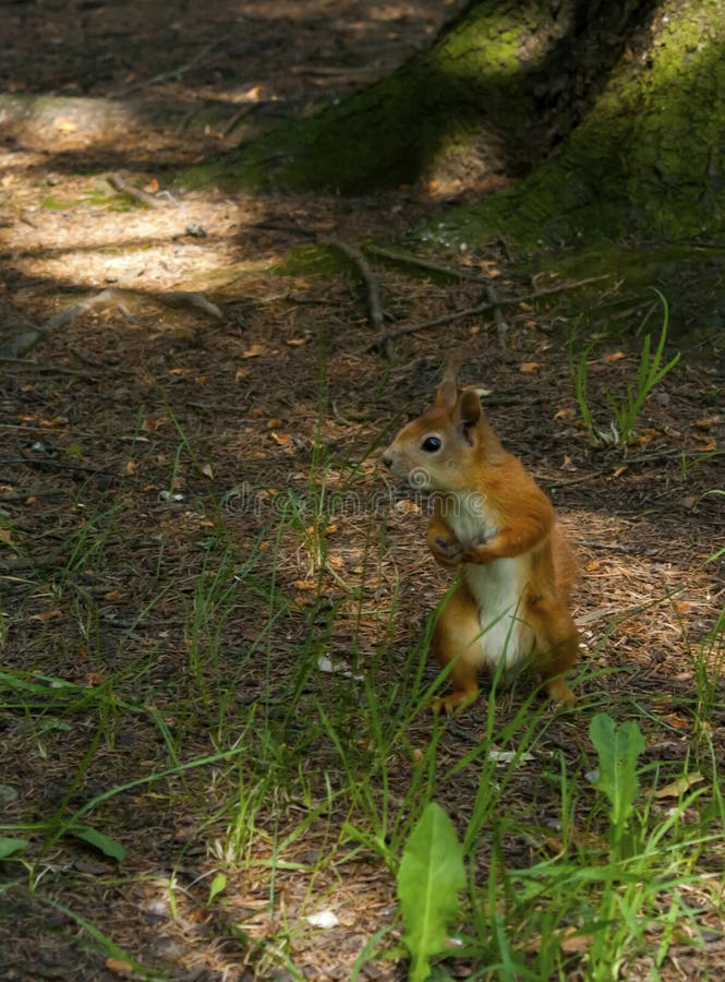 Red Squirrel Sitting on the Ground Stock Photo - Image of sitting ...