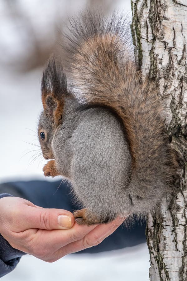 Beast Caring Animals Comics Stock Photos - Free & Royalty-Free Stock ...