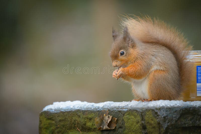 Red Squirrel stock photo. Image of feeding, endangered - 64476274