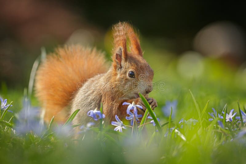 Red Squirrel Sitting in Spring Flowers Stock Photo - Image of cute ...