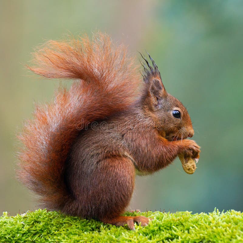 A Red Squirrel Sitting on a Trunk Stock Image - Image of branch, pretty ...