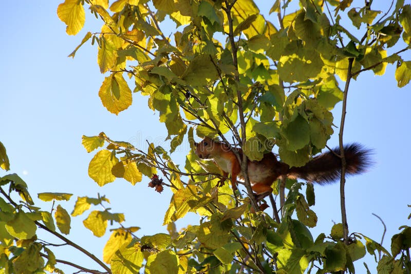 The Red Squirrel Sneaks Along the Branches of Hazel Stock Photo - Image ...