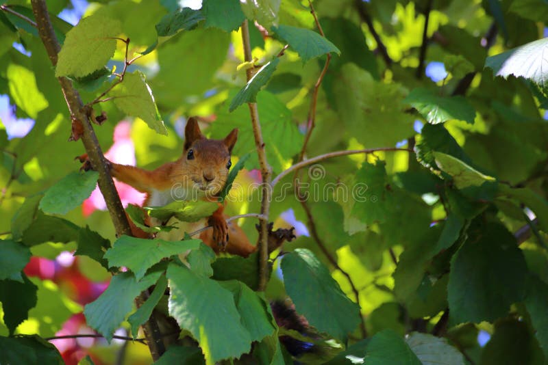 The Red Squirrel Sneaks Along the Branches of Hazel Stock Image - Image ...