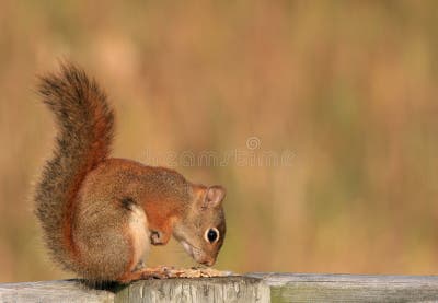 Red Squirrel Sniffing Food stock image. Image of cute - 3836265