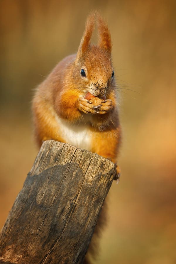 Red Squirrel Foraging for Hazelnuts Stock Image - Image of tufts, cute ...