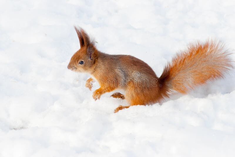 Red squirrel on the snow stock photo. Image of beauty - 29273986