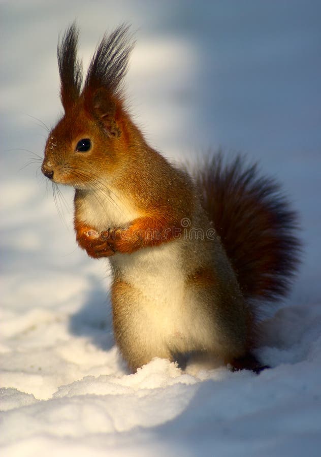 Red squirrel on snow stock image. Image of squirrel, squirrels - 7193543