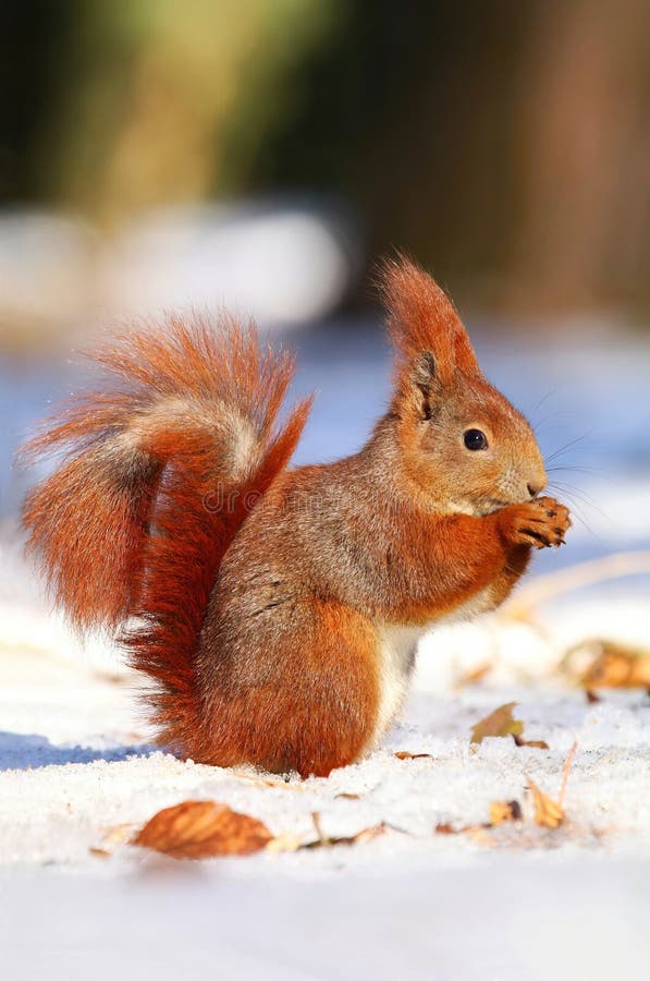 Red squirrel on snow stock image. Image of sweet, rodent - 86391427