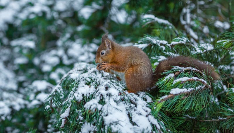 Red Squirrel in Snow Covered Pine Tree Stock Image - Image of green ...