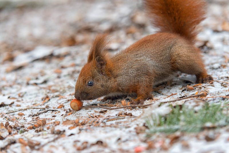 Red Squirrel on Snow Eating a Nut, Winter Stock Photo - Image of animal ...