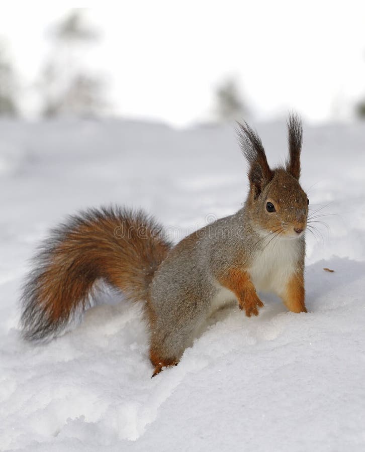Red squirrel stock image. Image of winter, furry, vulgaris - 42892313