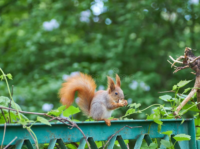 Red Squirrel is a Species of Tree Squirrel in the Genus Sciurus, Common ...