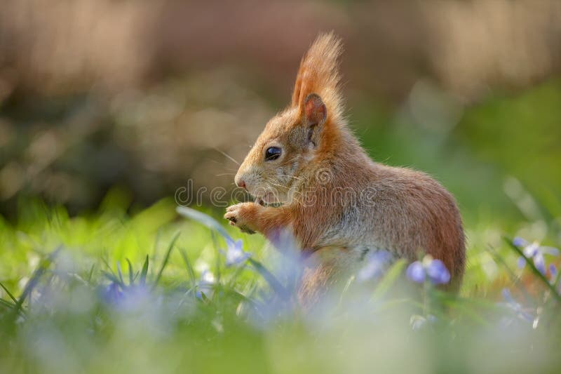 Red squirrel in spring stock image. Image of cute, pine - 40899929