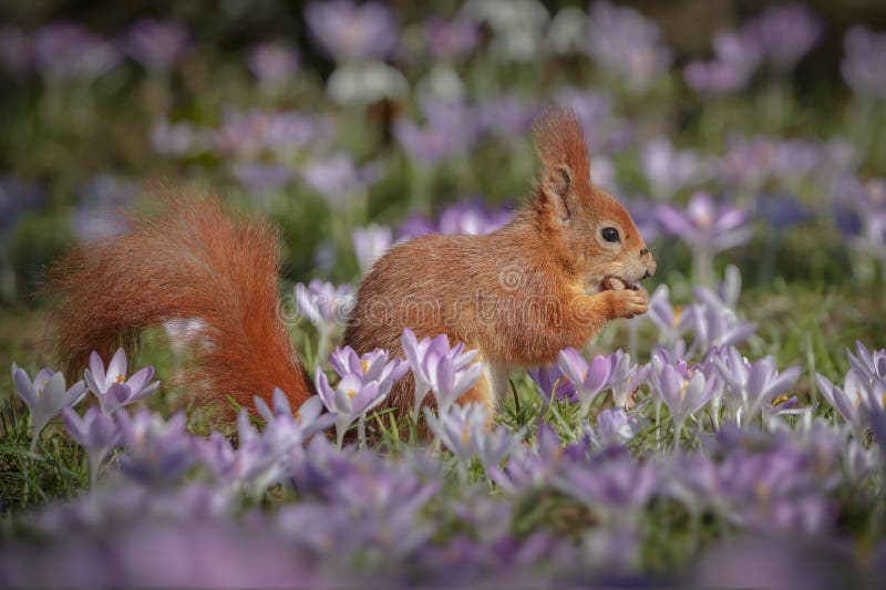 Red squirrel in spring stock photo. Image of drop, nature - 51252938