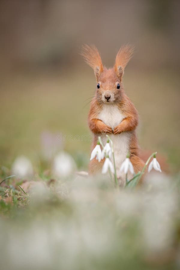 Red squirrel stock photo. Image of tufts, classic, creatures - 51142846