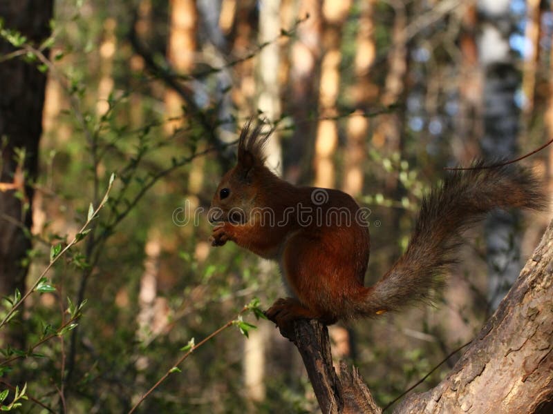 Red Squirrel in Spring Forest Stock Image - Image of nuts, backlight ...
