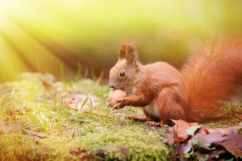 Red Squirrel, Spring with Nuts Stock Image - Image of habitat, curious ...